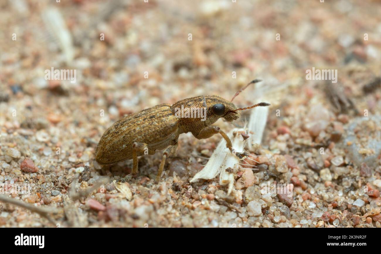 Invertebrate beetle weevil hi-res stock photography and images - Alamy