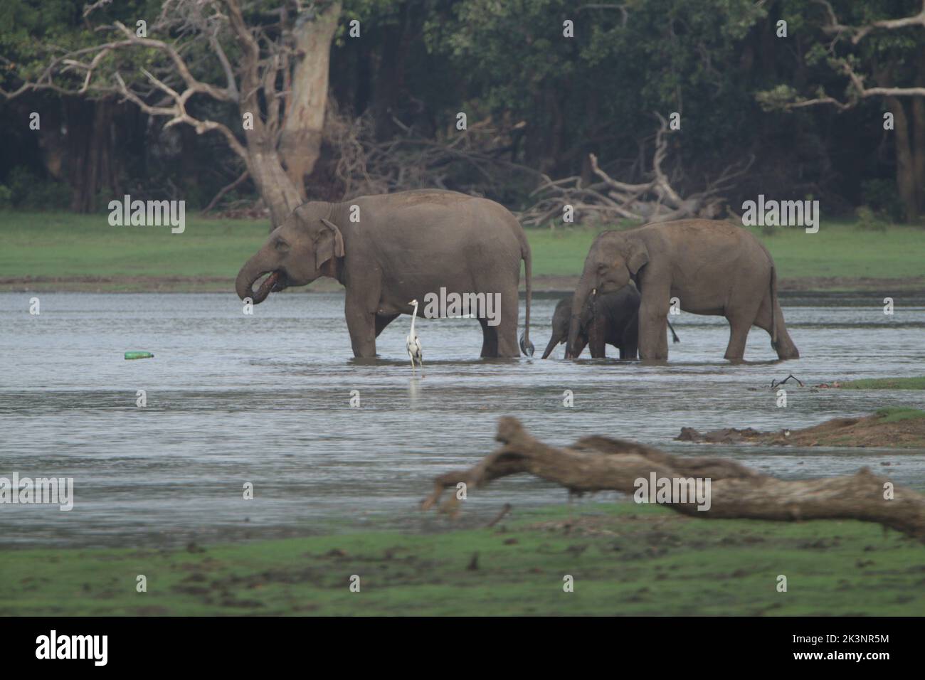 Sri lankan Elephants in Kalawewa National Park, Sri Lanka Stock Photo ...