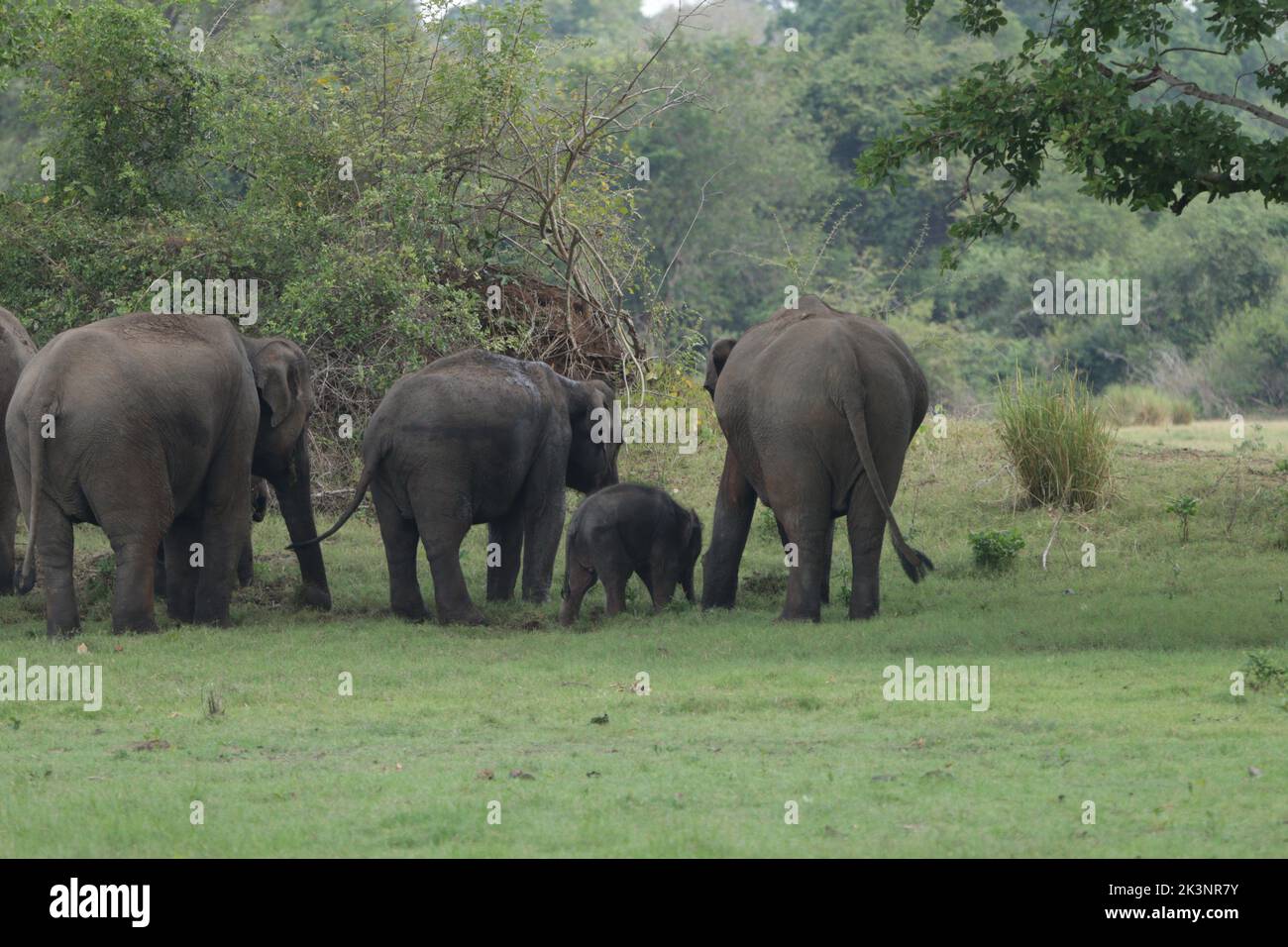 Sri Lankan Elephants in Kalawewa National Park, Sri Lanka Stock Photo ...