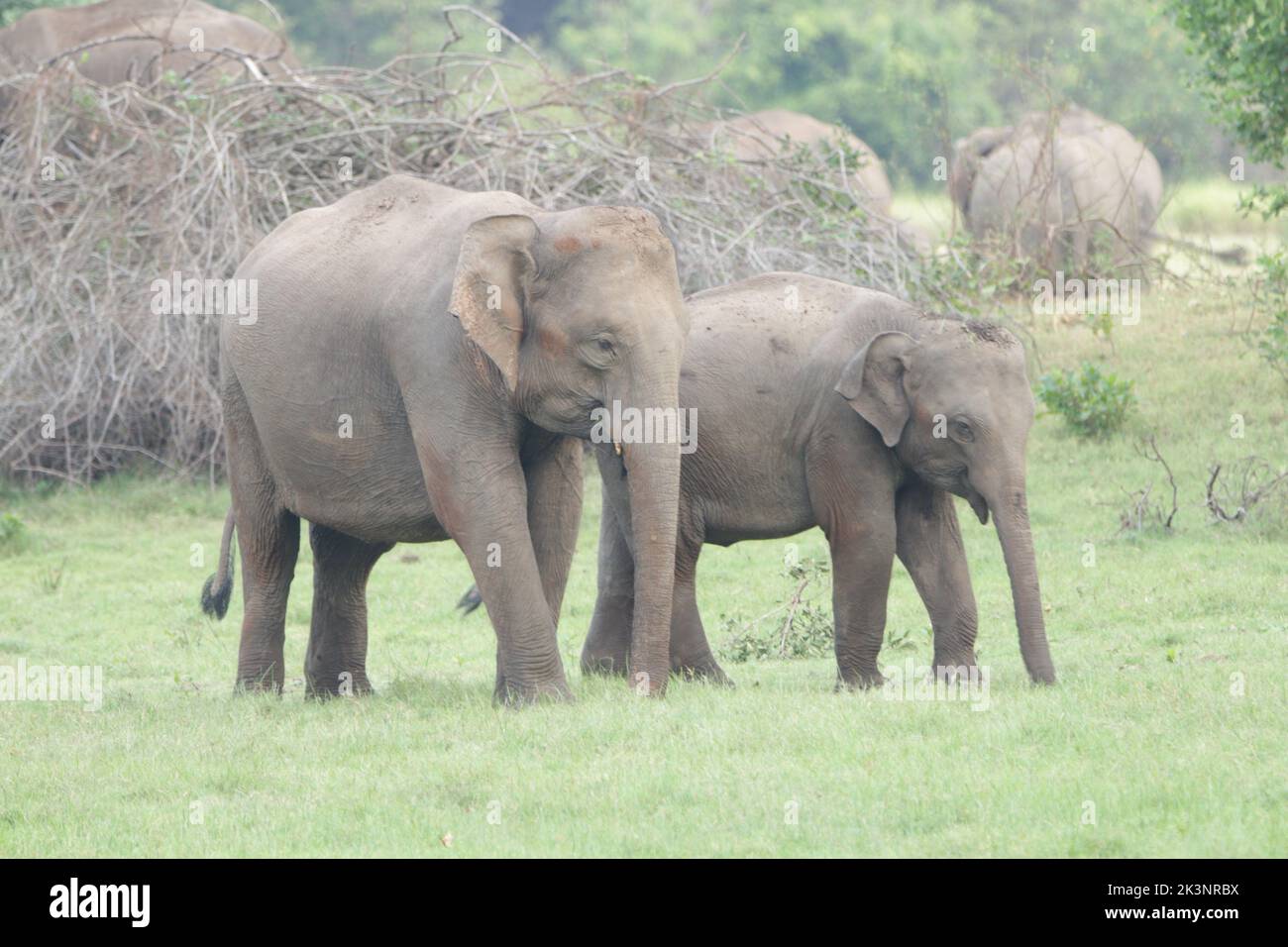 Sri Lankan Elephants in Kalawewa National Park, Sri Lanka Stock Photo ...