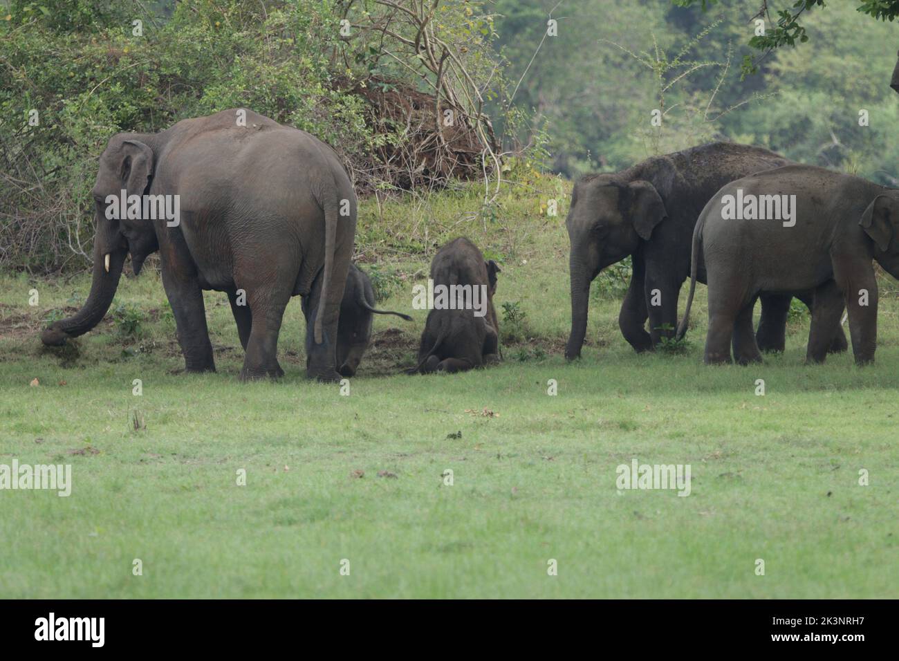 Sri Lankan Elephants in Kalawewa National Park, Sri Lanka Stock Photo ...