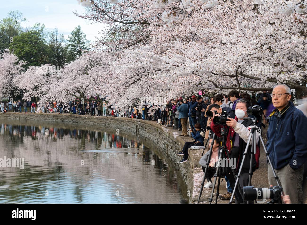 Photographers lining the Tidal Basin in Washington DC to photograph the ...