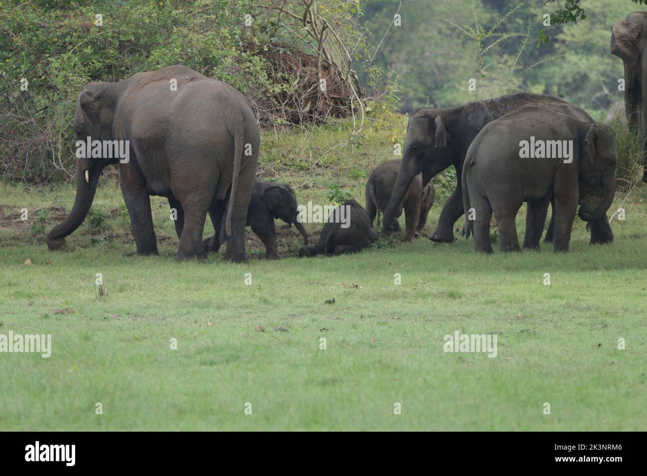 Sri Lankan Elephants in Kalawewa National Park, Sri Lanka Stock Photo ...