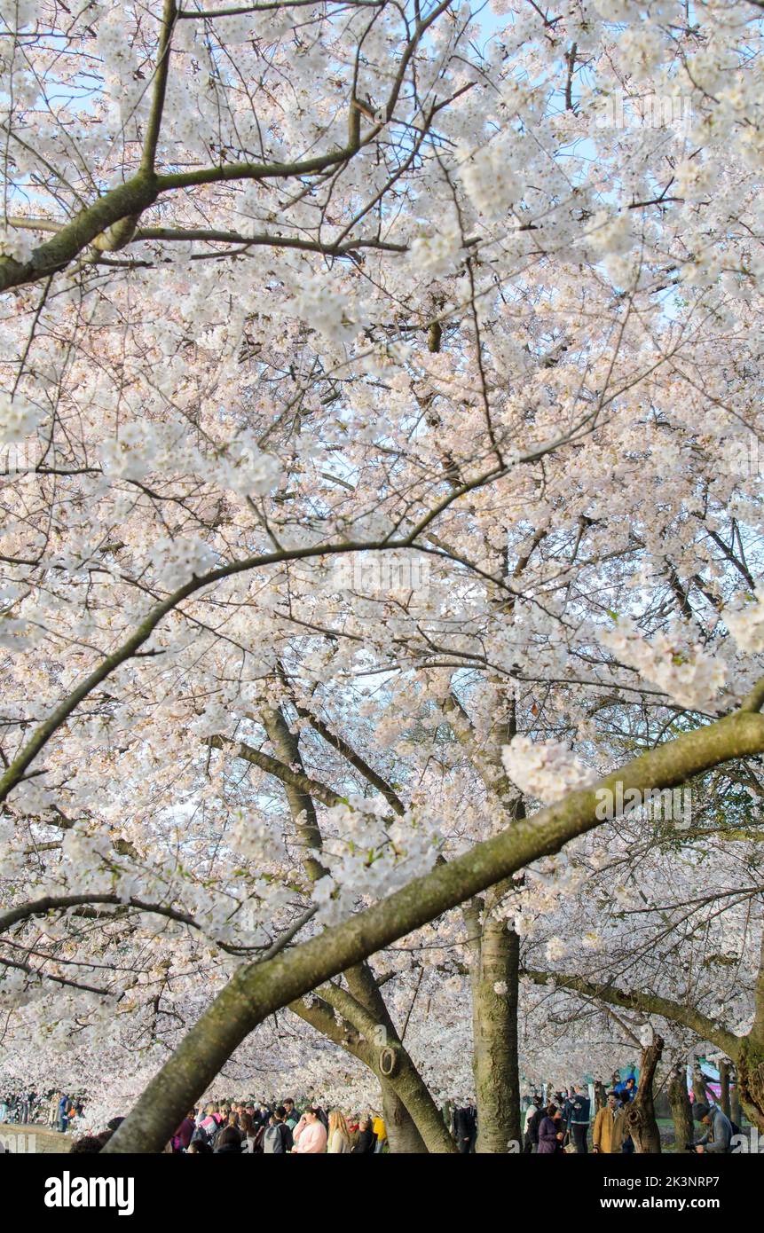Cherry Blossom Trees under a blue sky during the Cherry Blossom ...