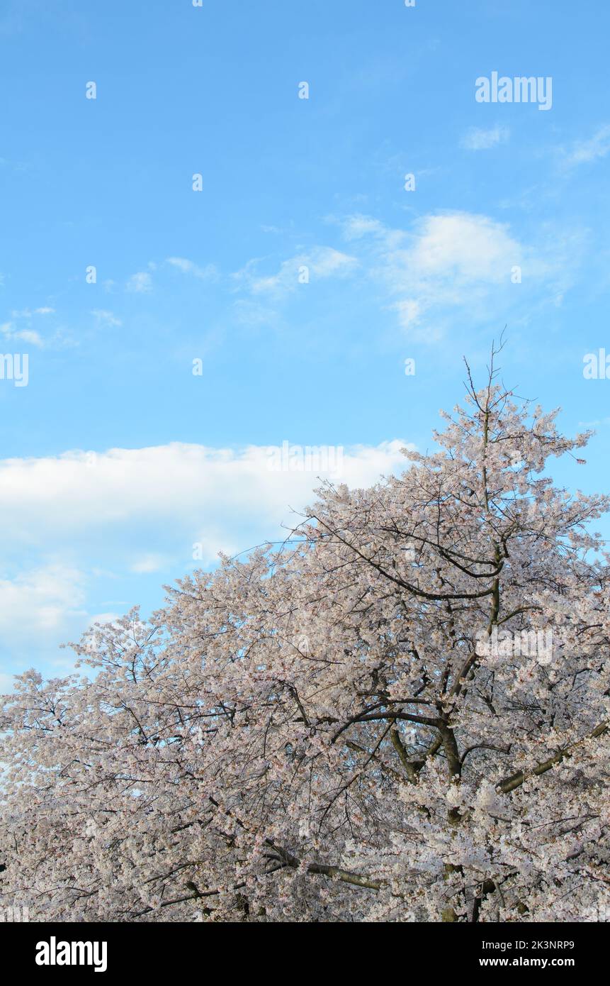 Cherry Blossom Trees under a blue sky during the Cherry Blossom ...
