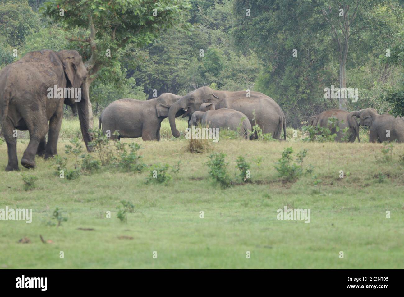 Sri Lankan Elephants in Kalawewa National Park, Sri Lanka Stock Photo ...