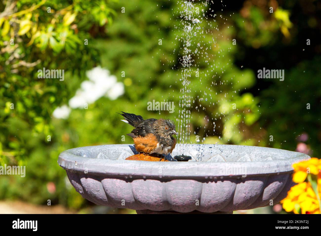Garden bird bath water feature hi-res stock photography and images - Alamy