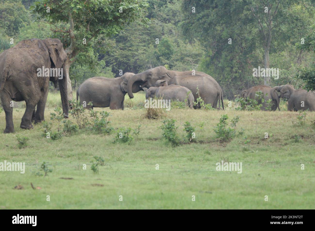 Sri Lankan Elephants in Kalawewa National Park, Sri Lanka Stock Photo ...