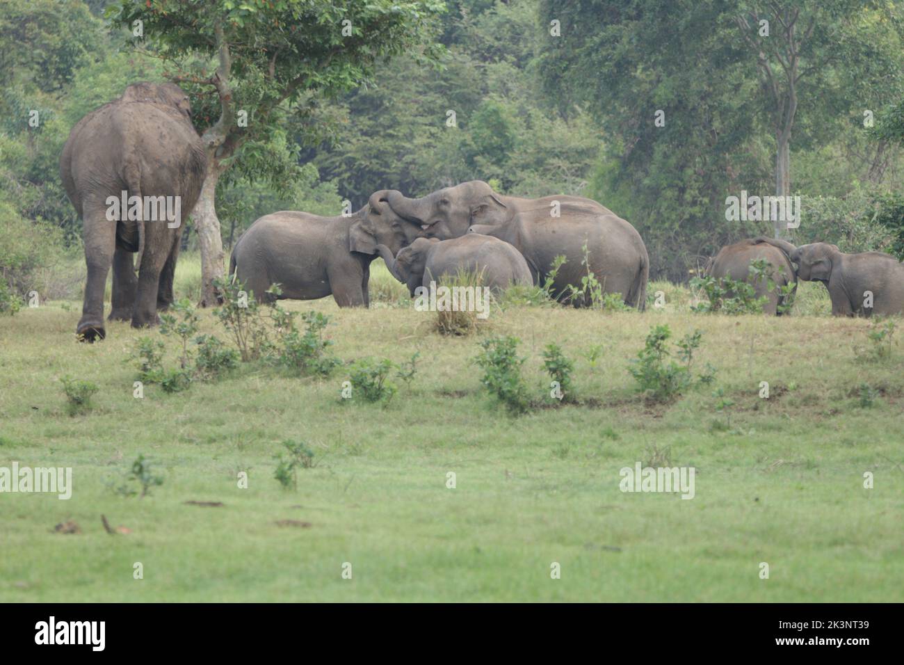 Sri Lankan Elephants in Kalawewa National Park, Sri Lanka Stock Photo ...