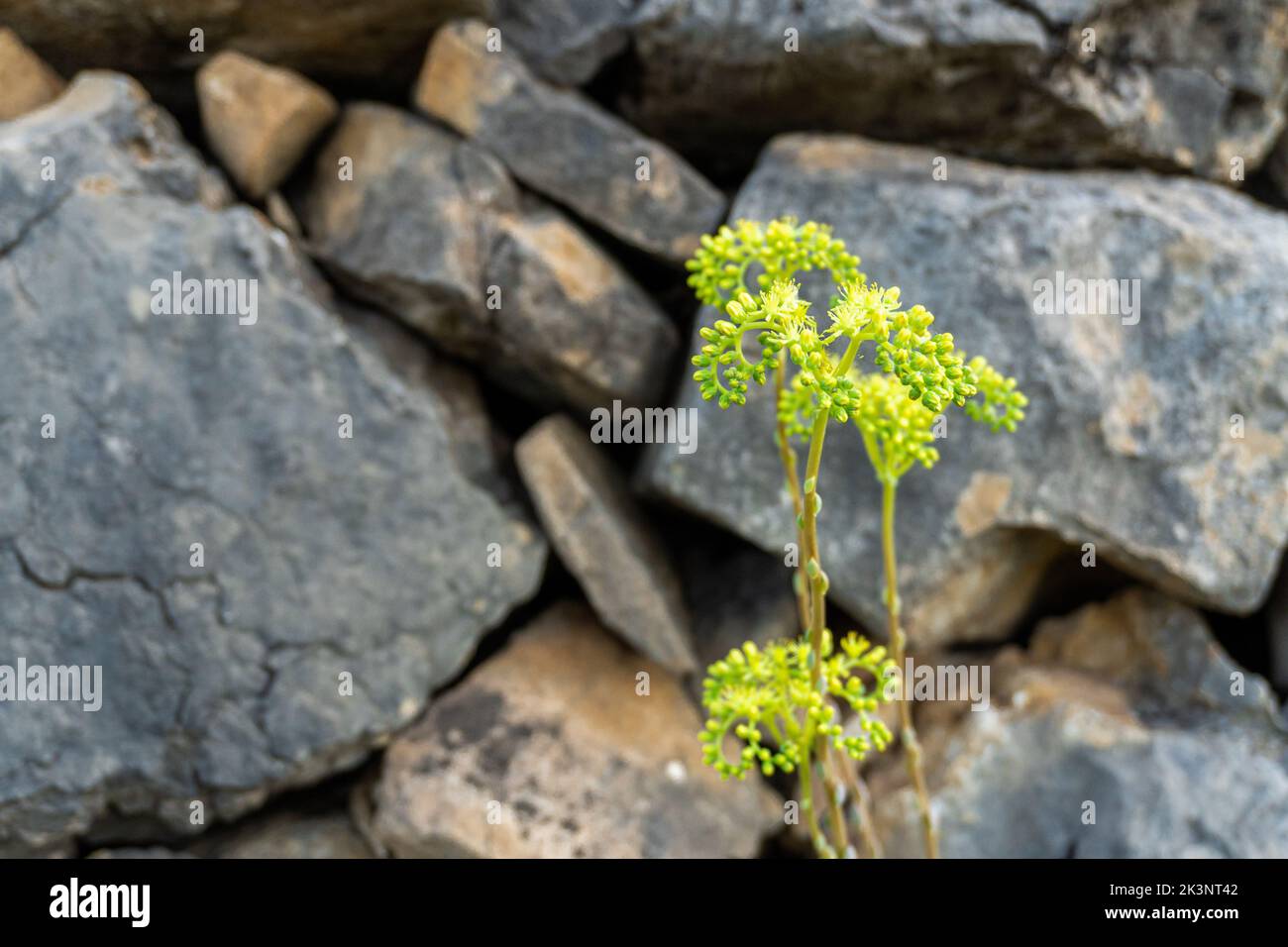 A closeup shot of bud of green Petrosedum sediforme plant growing throw ...