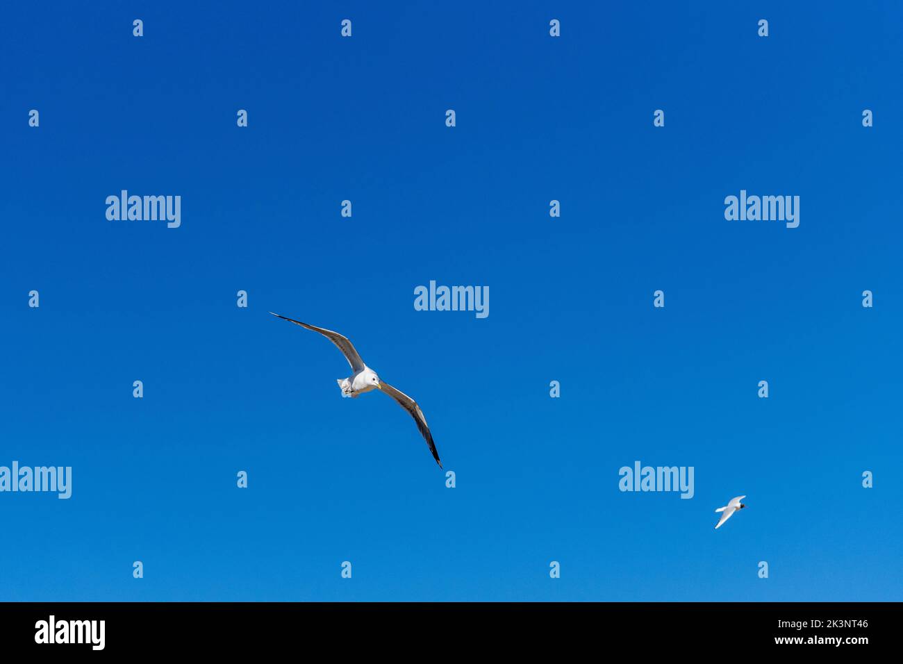 A beautiful shot of a Gull bird flying in the blue sunny sky Stock ...