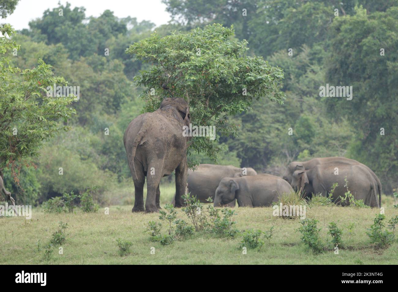 Sri Lankan Elephants in Kalawewa National Park, Sri Lanka Stock Photo ...