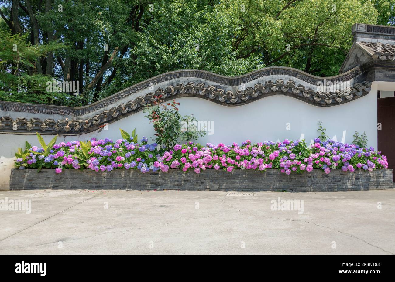 Hydrangeas at the corner of Zuibaichi Park in Shanghai, China Stock ...