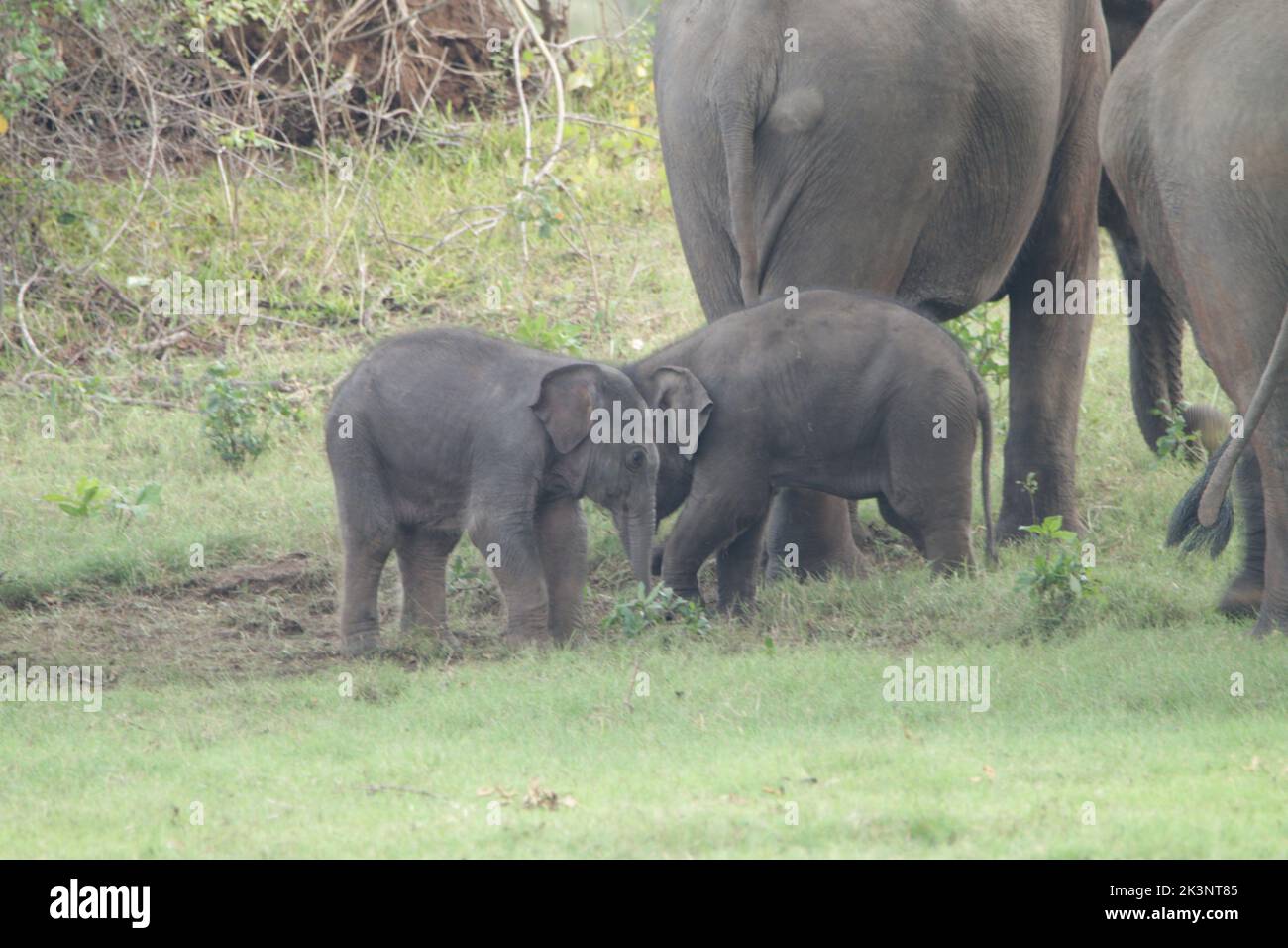 Sri Lankan Elephants in Kalawewa National Park, Sri Lanka Stock Photo ...