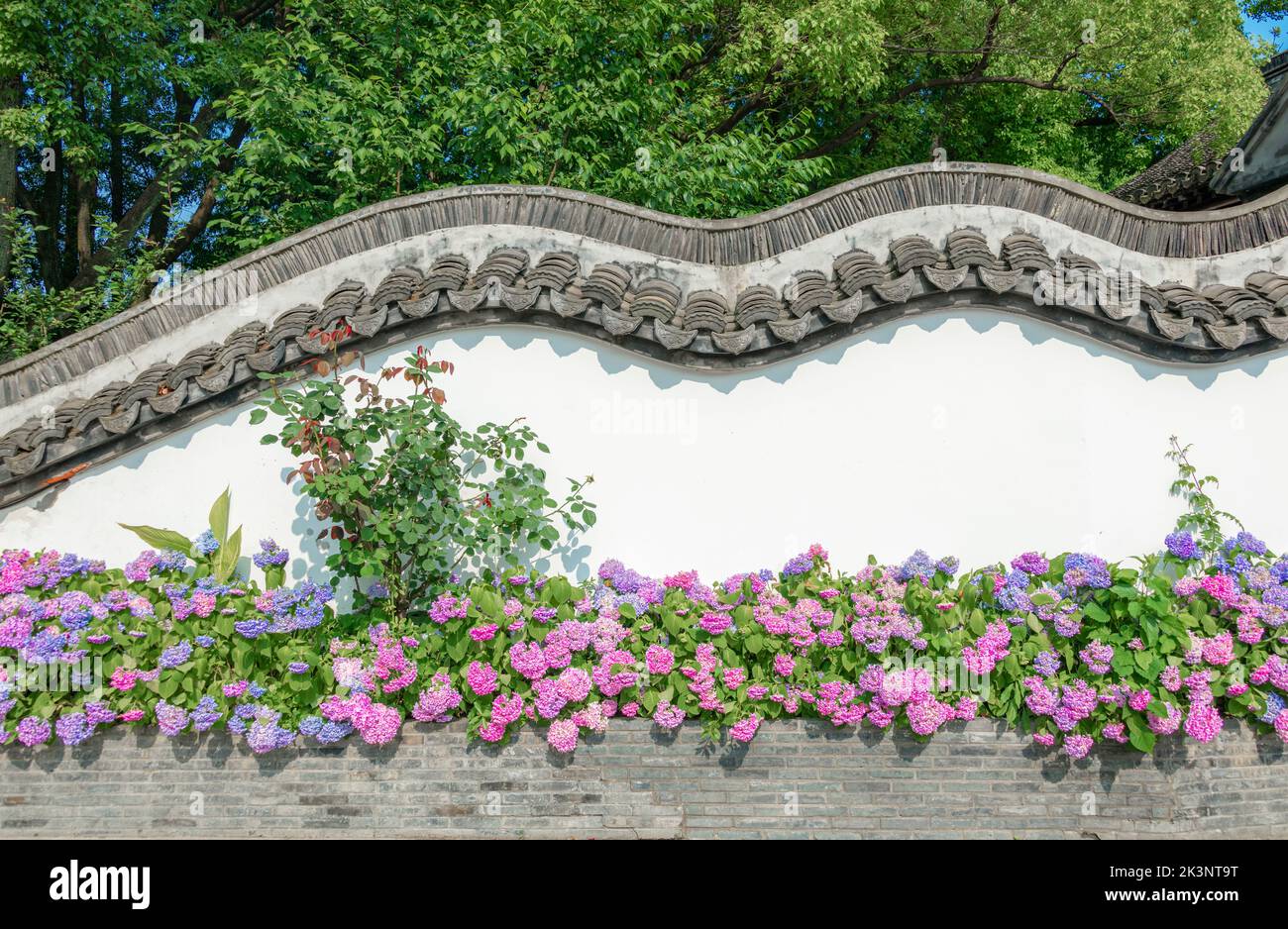 Hydrangeas at the corner of Zuibaichi Park in Shanghai, China Stock ...