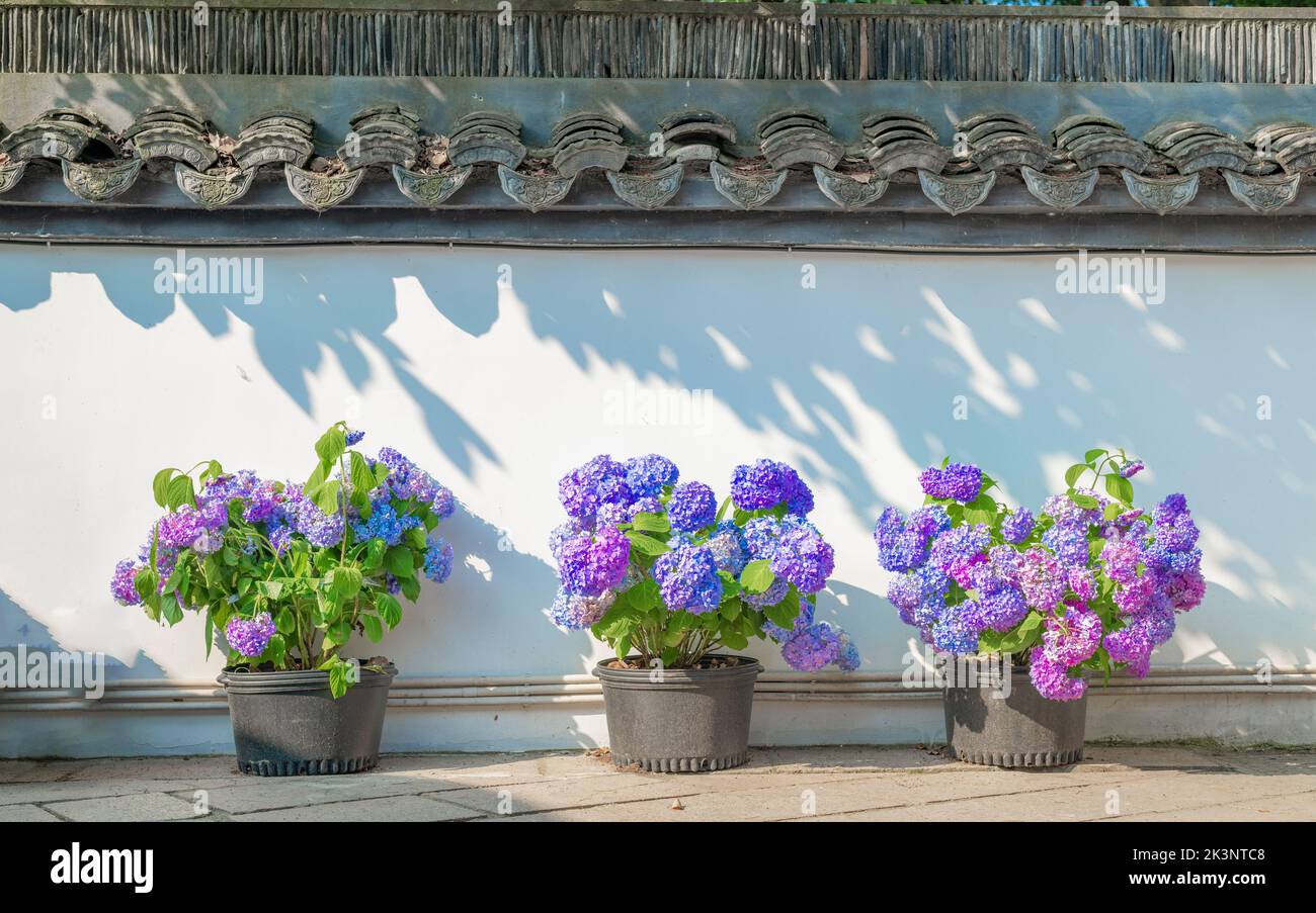 Hydrangeas at the corner of Zuibaichi Park in Shanghai, China Stock ...