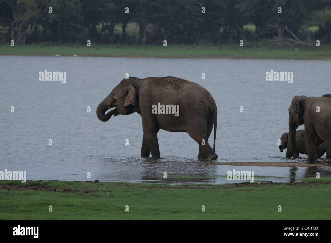 Sri Lankan Elephants in Kalawewa National Park, Sri Lanka Stock Photo ...