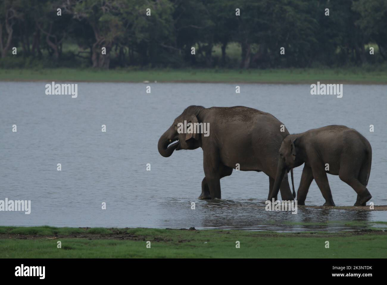 Sri Lankan Elephants in Kalawewa National Park, Sri Lanka Stock Photo ...