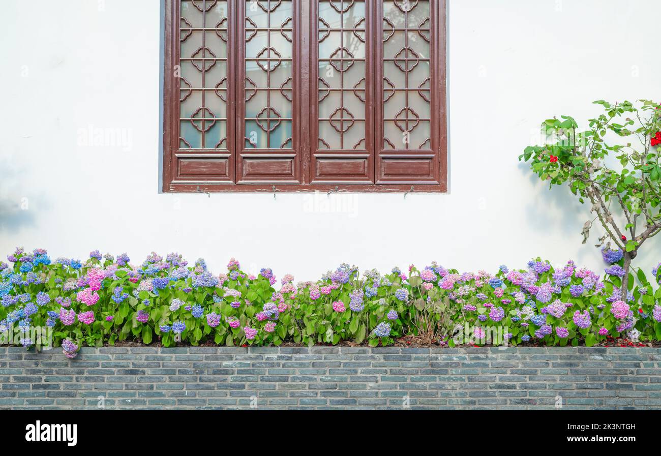 Hydrangeas at the corner of Zuibaichi Park in Shanghai, China Stock ...
