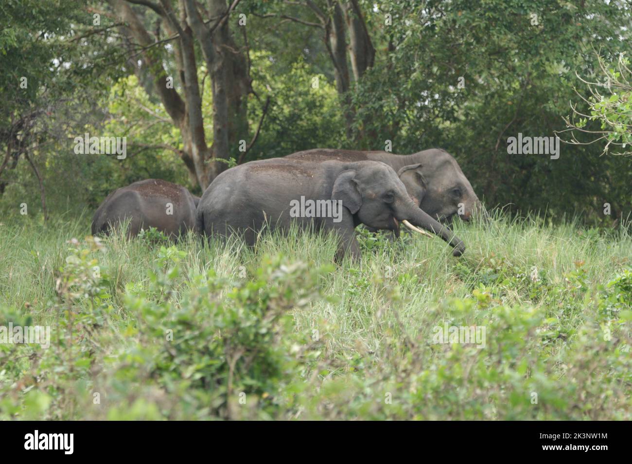 Sri Lankan Elephants and tuskers in Kalawewa National Park, Sri Lanka ...