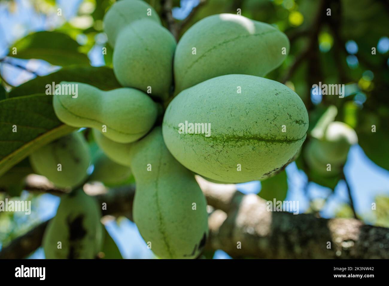 Asimina fruit hi-res stock photography and images - Alamy