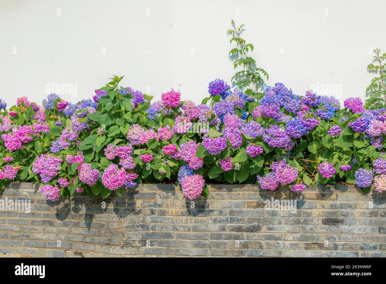 White hydrangeas in pot hi-res stock photography and images - Alamy