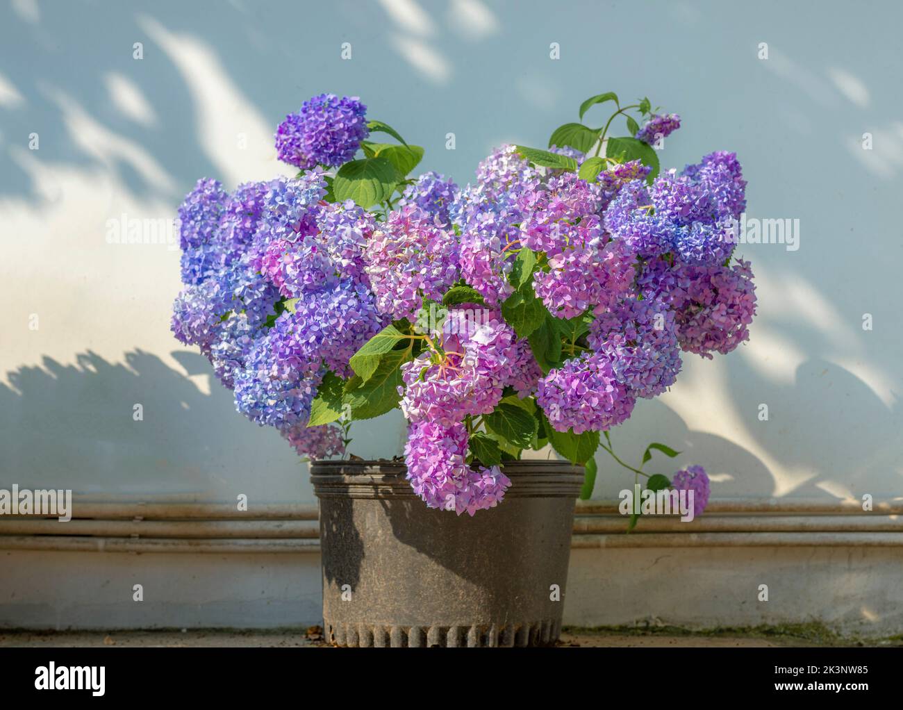 Colorful Hydrangeas bloomed in the corner Stock Photo - Alamy