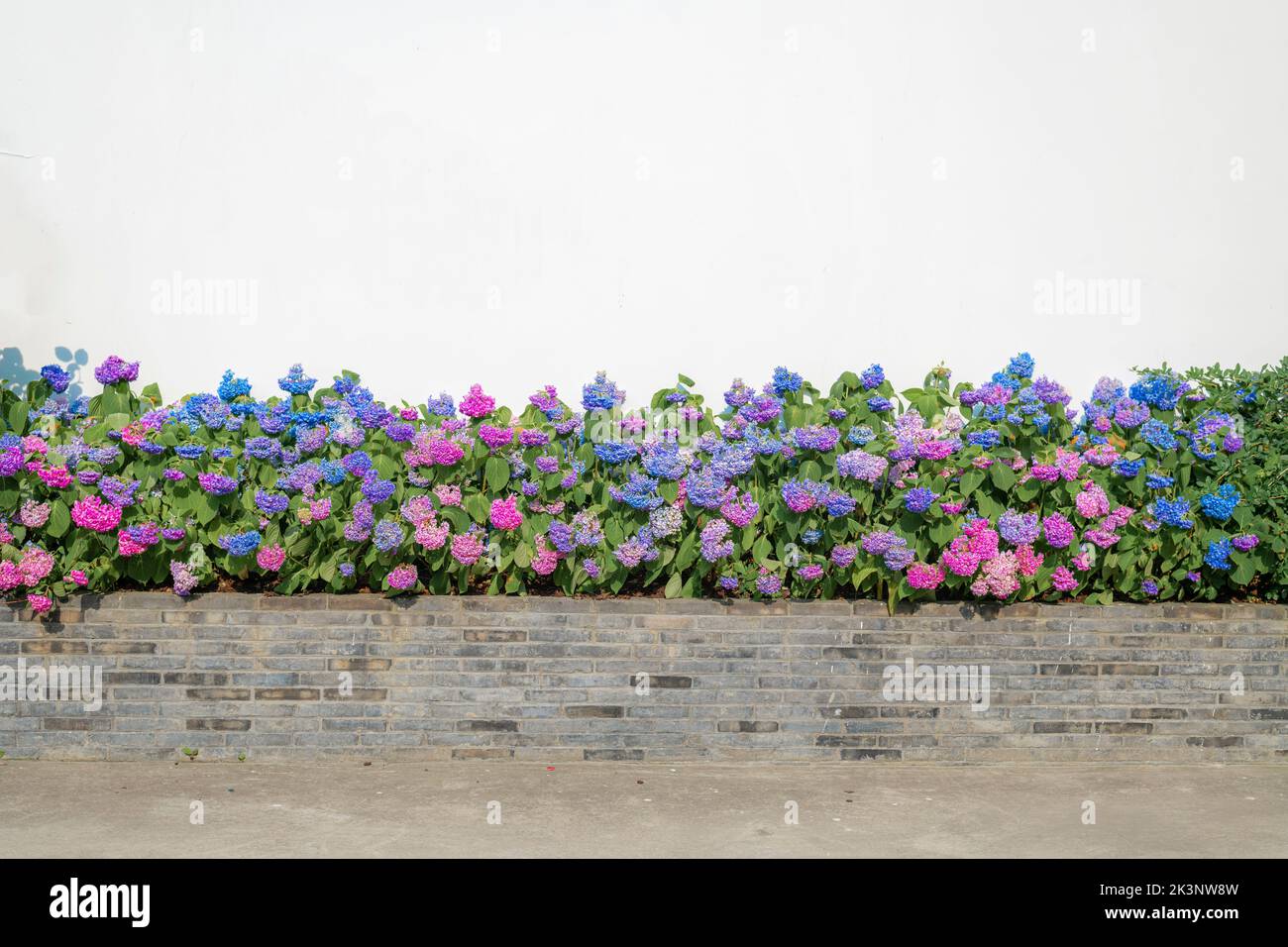 White hydrangeas in pot hi-res stock photography and images - Alamy