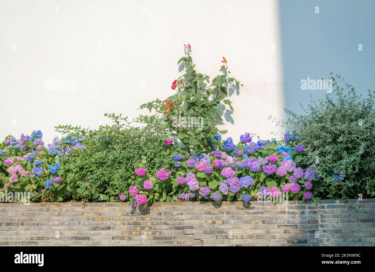 White hydrangeas in pot hi-res stock photography and images - Alamy
