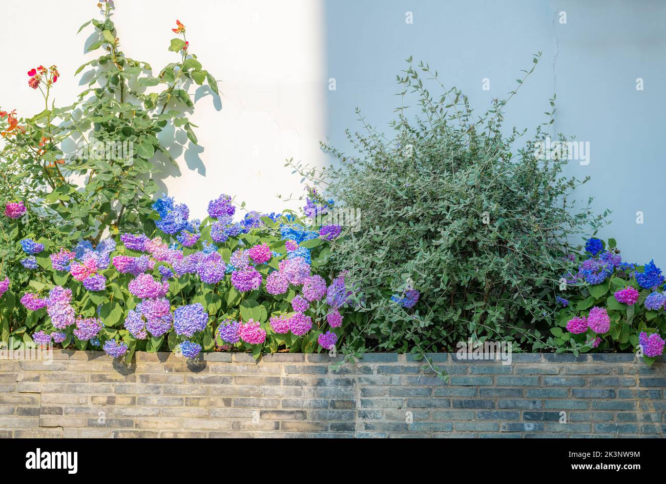 White hydrangeas in pot hi-res stock photography and images - Alamy