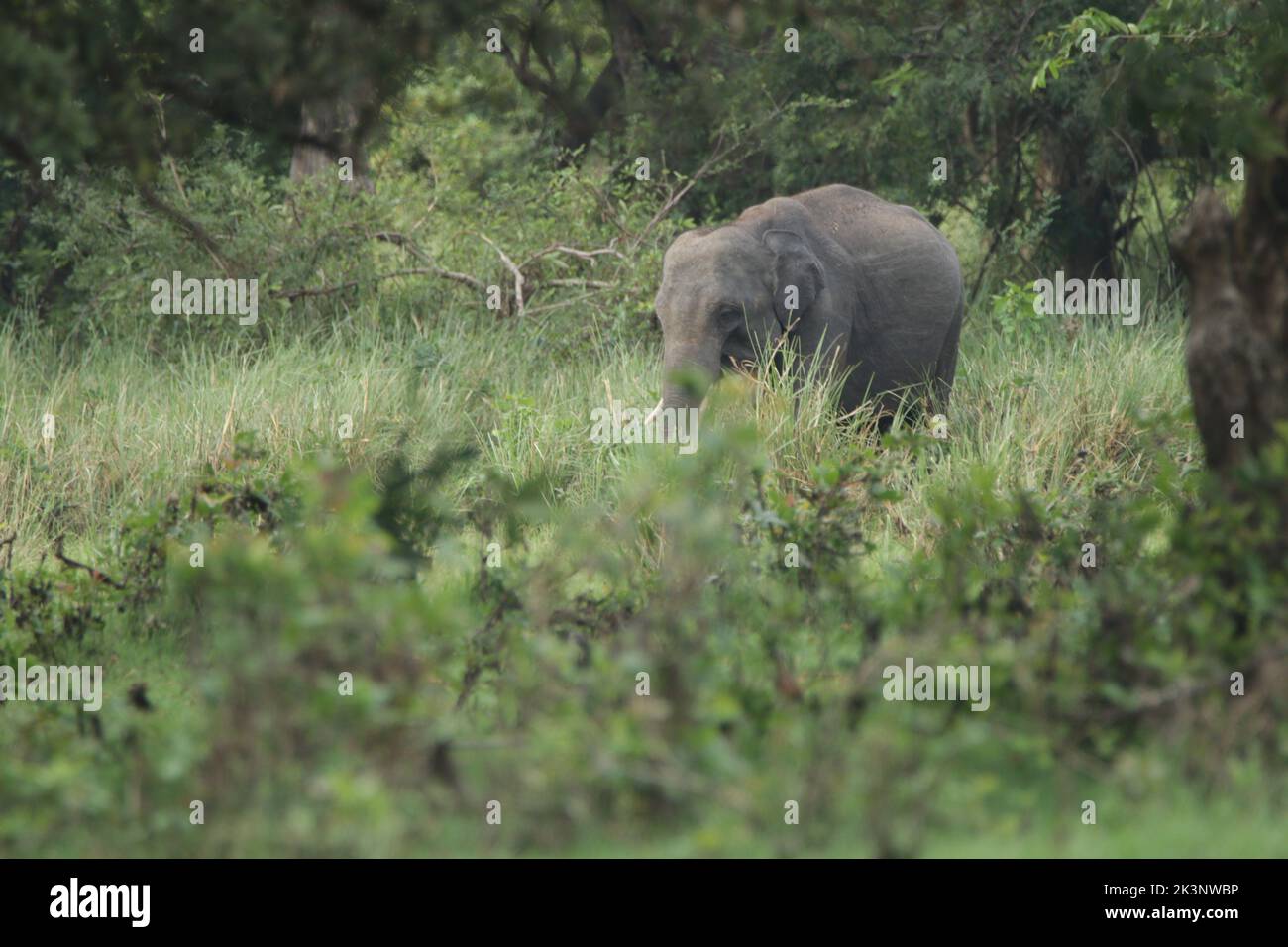 Sri Lankan Elephants and tuskers in Kalawewa National Park, Sri Lanka ...