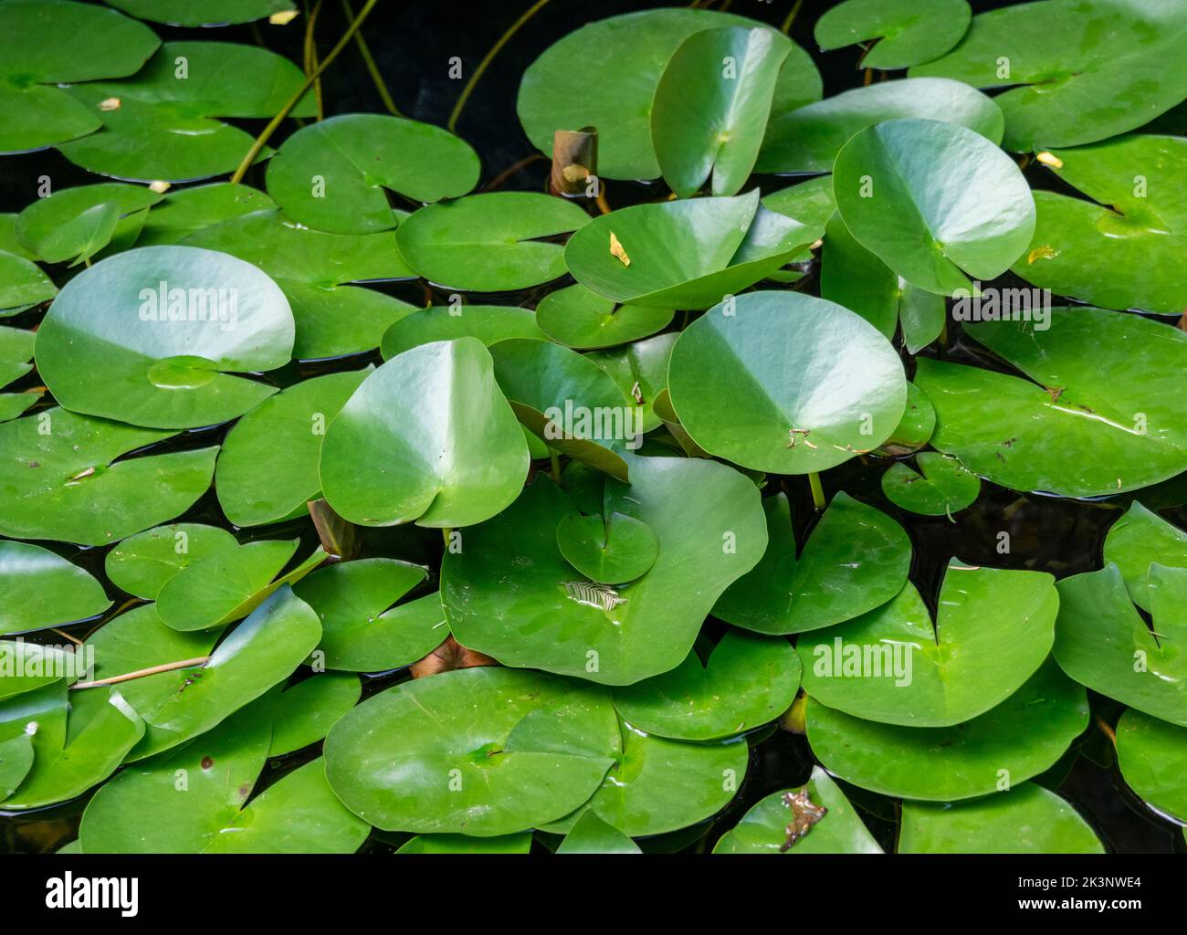 A fresh green lily pad in the pond Stock Photo - Alamy