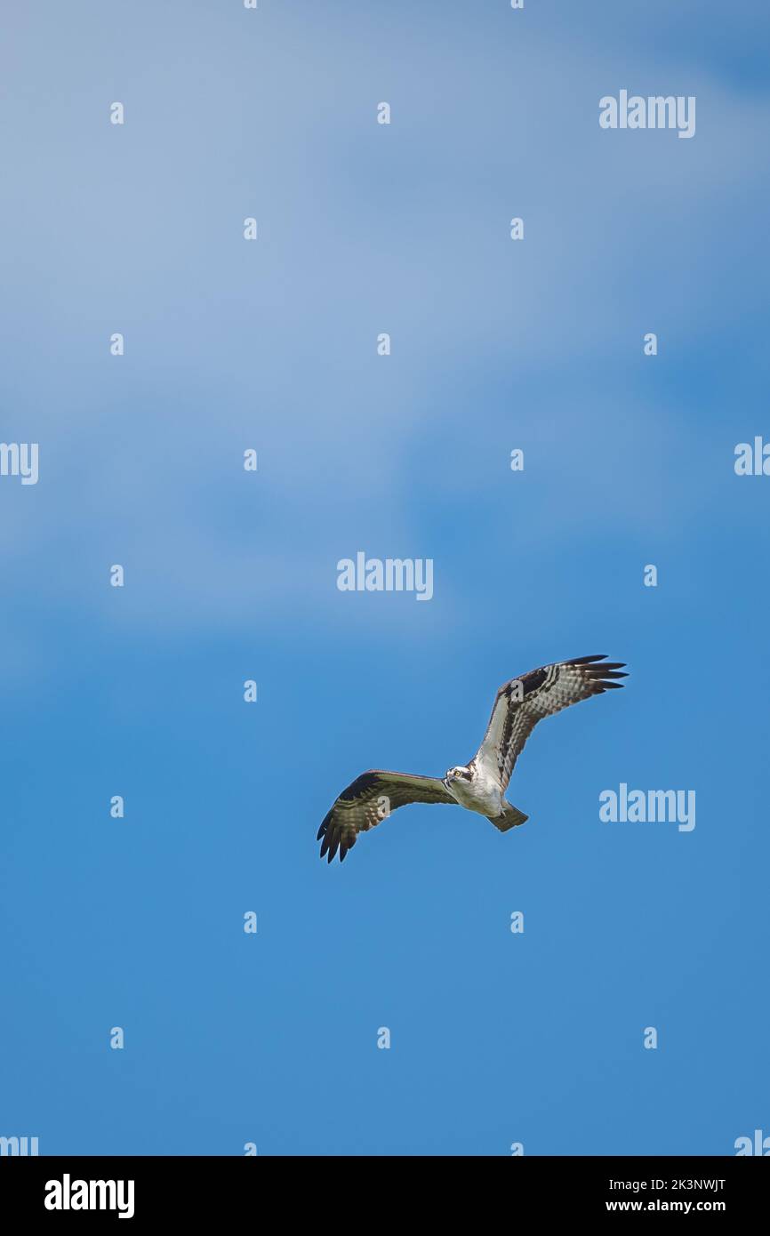 Hawk Mountain sanctuary raptors and birds of prey Stock Photo - Alamy