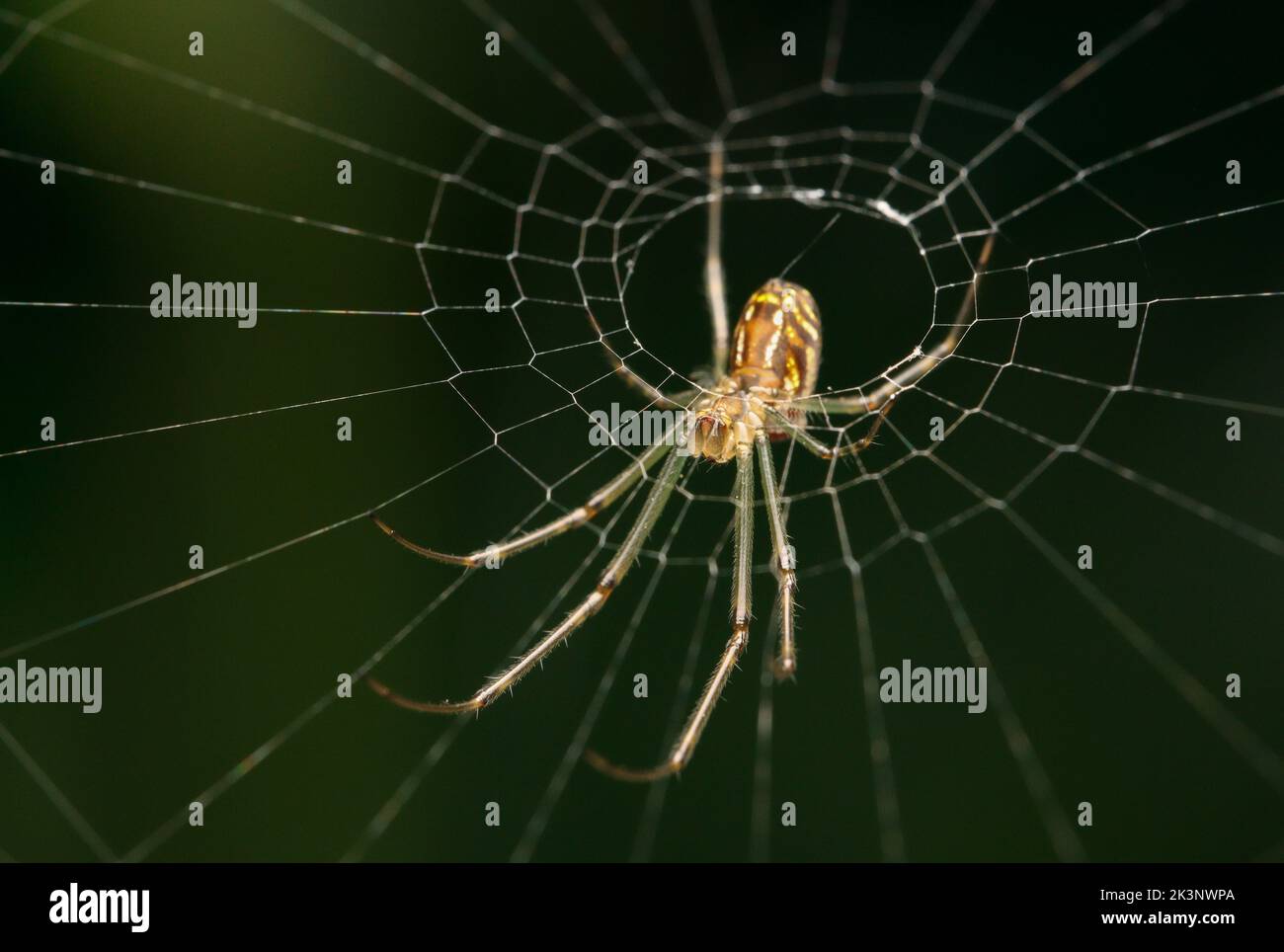 A closeup of a creepy Garden spider crawling on a spider web Stock ...