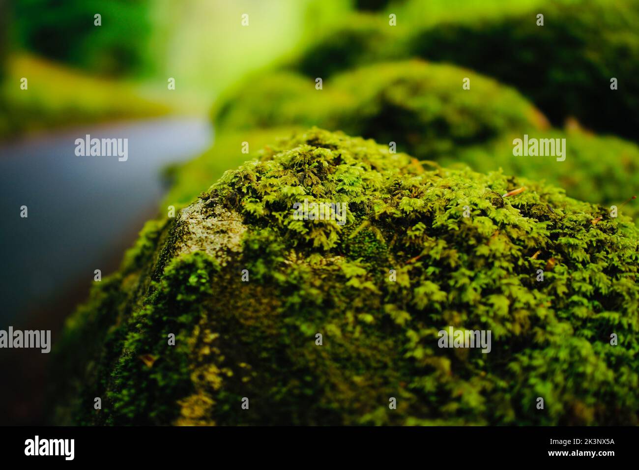 Bryidae hi-res stock photography and images - Alamy