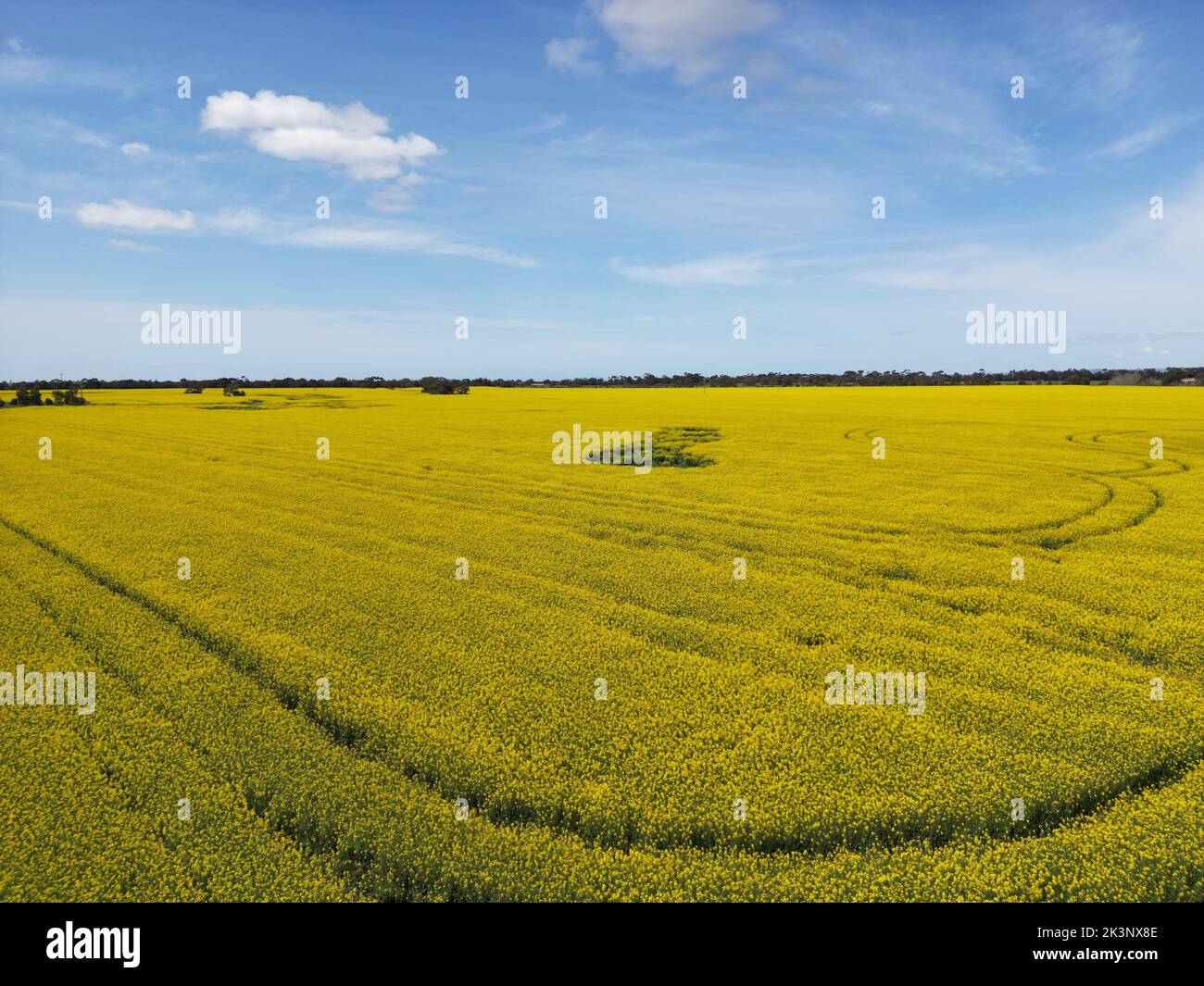 An aerial view of a beautiful field with yellow flowers Stock Photo - Alamy