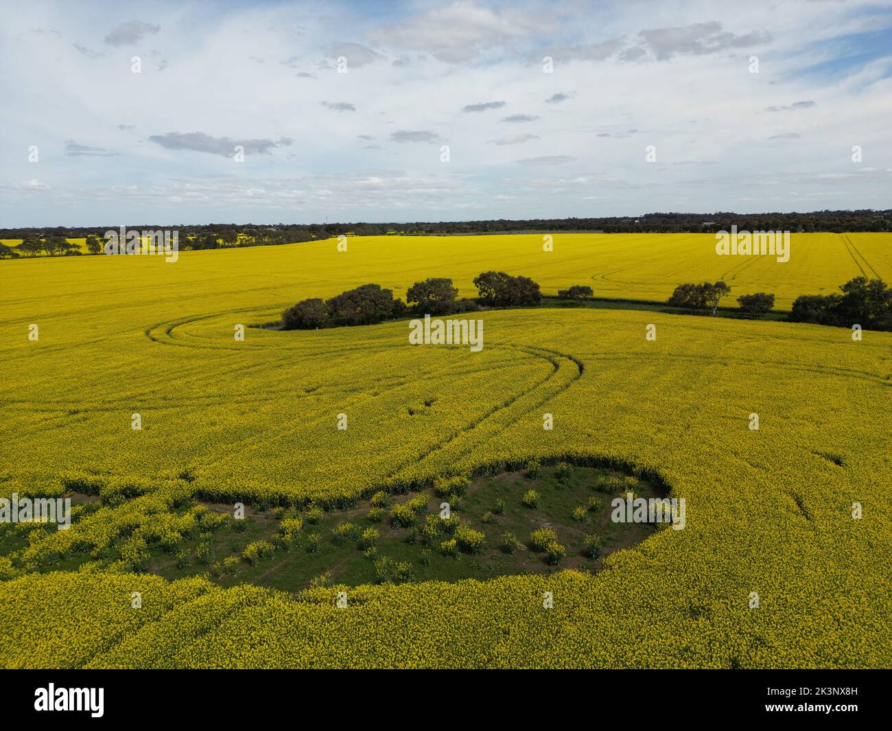 An aerial view of a beautiful field with yellow flowers Stock Photo - Alamy
