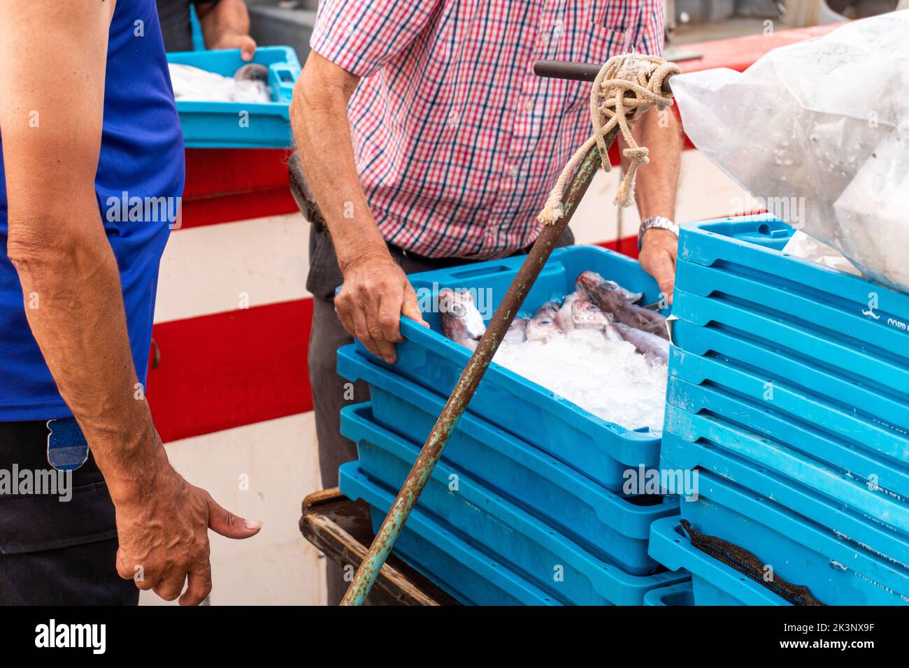 The high-angle view of workers storing the fish in the blue trays Stock ...