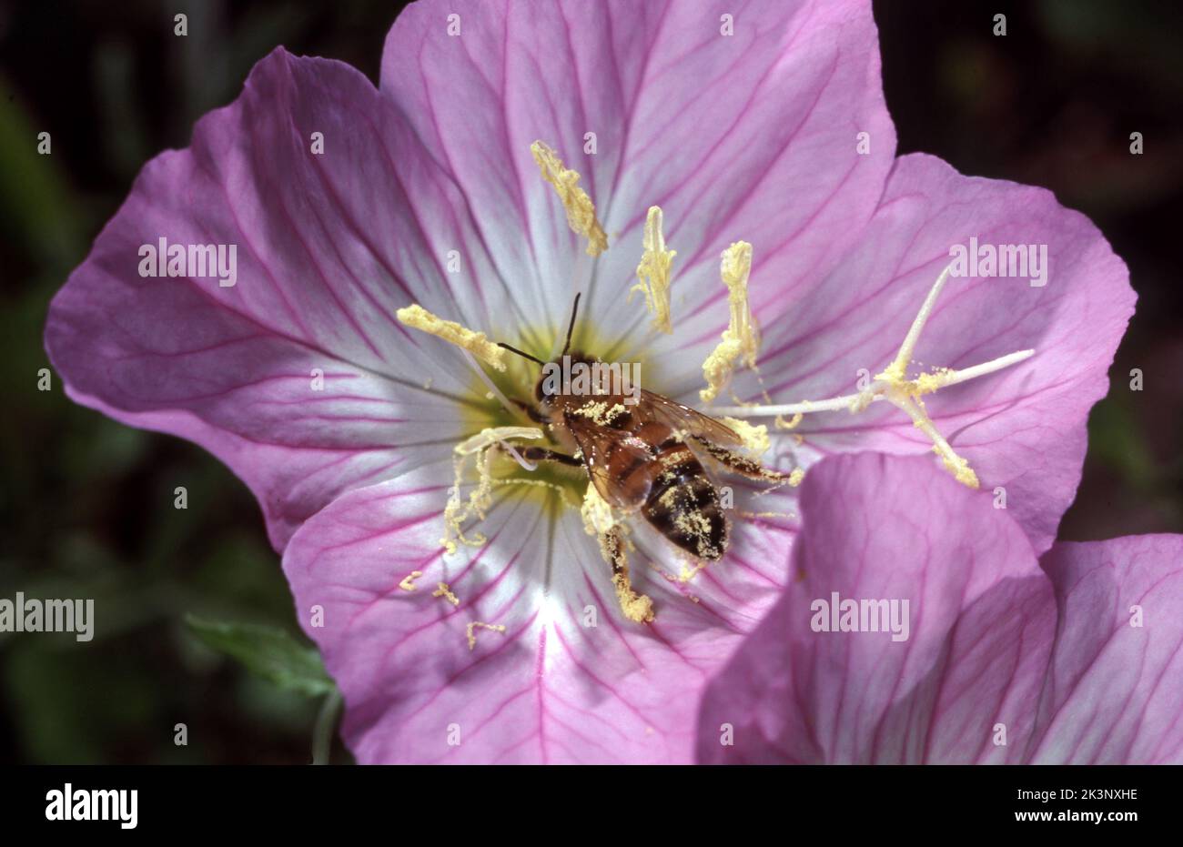 CLOSE-UP OF A BEE POLLINATING A PINK PRIMROSE FLOWER (OENOTHERA ...