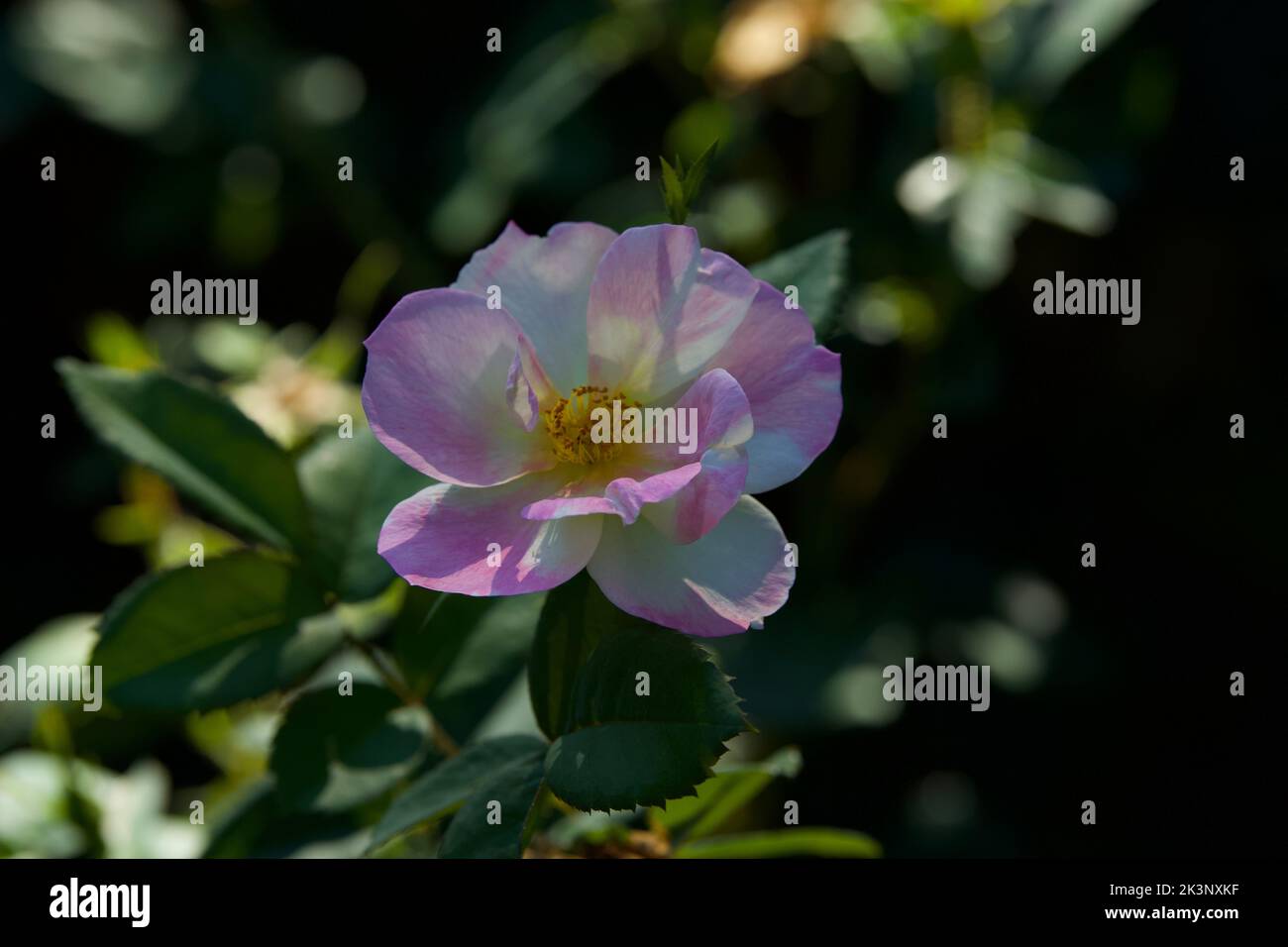 Alexandra rose hi-res stock photography and images - Alamy