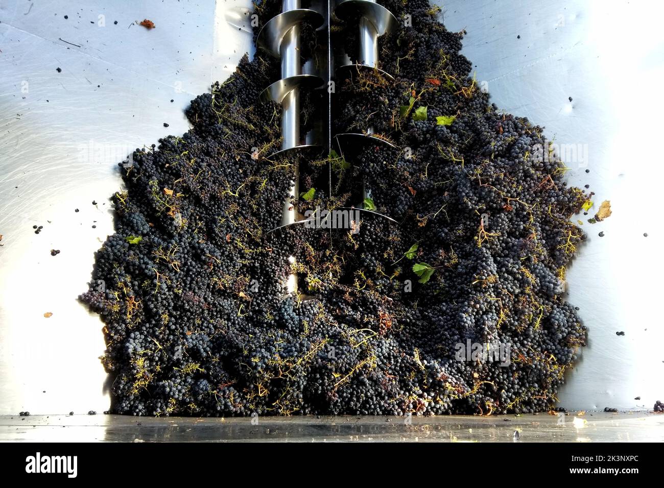 The harvested black grapes in a mechanical crushers ready for ...