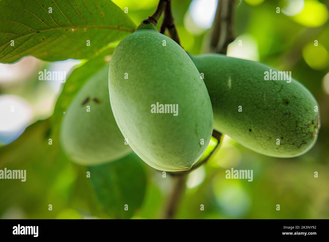 Asimina fruit hi-res stock photography and images - Alamy