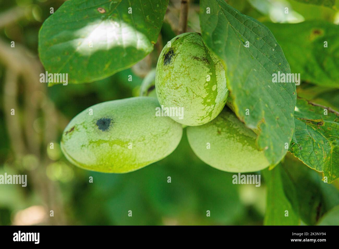 Asimina fruit hi-res stock photography and images - Alamy