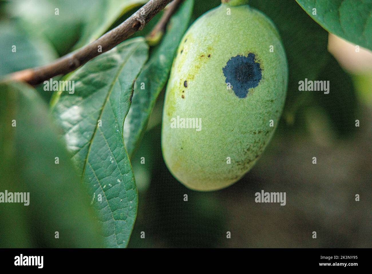 Asimina fruit hi-res stock photography and images - Alamy
