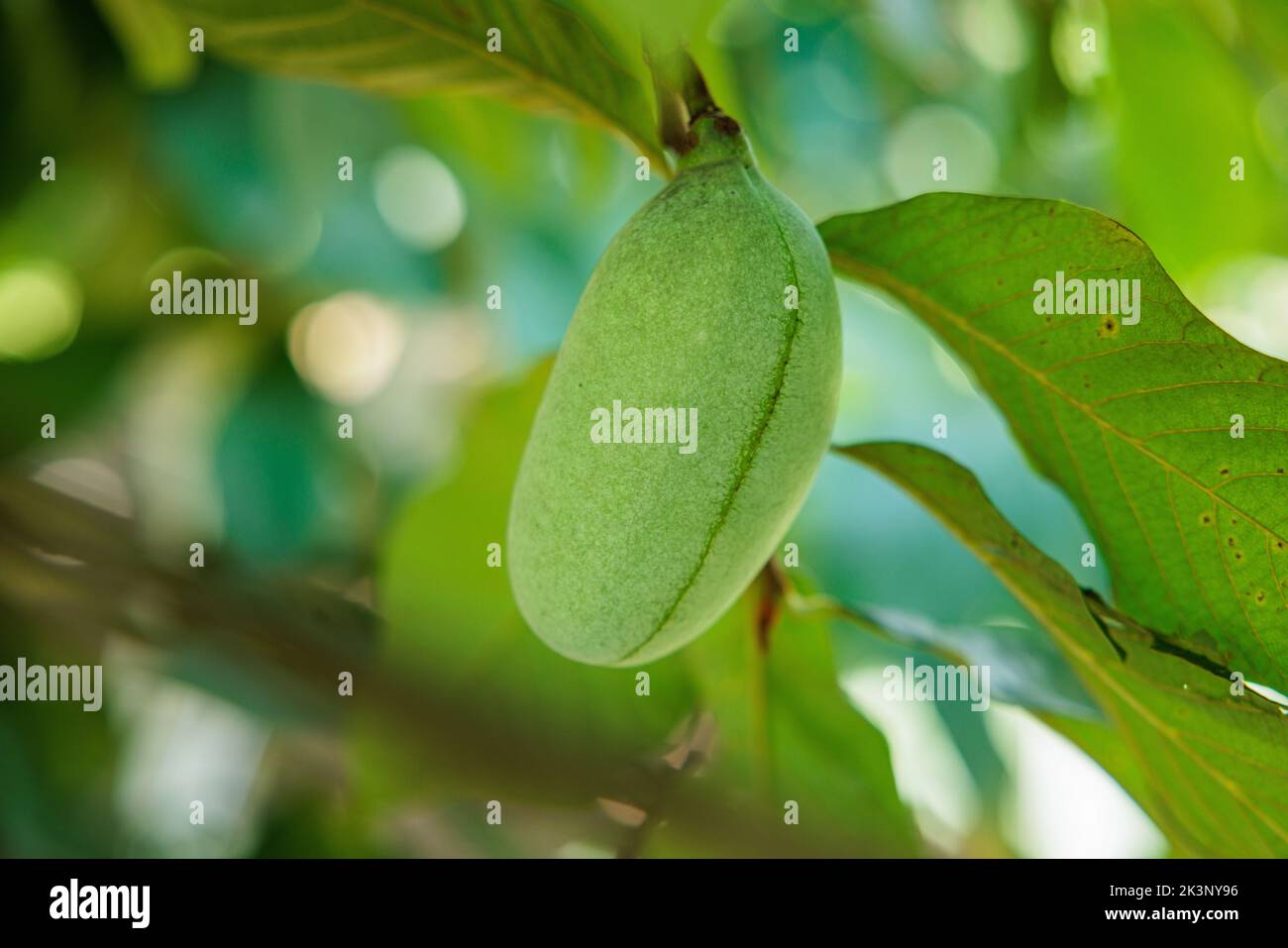 Asimina fruit hi-res stock photography and images - Alamy