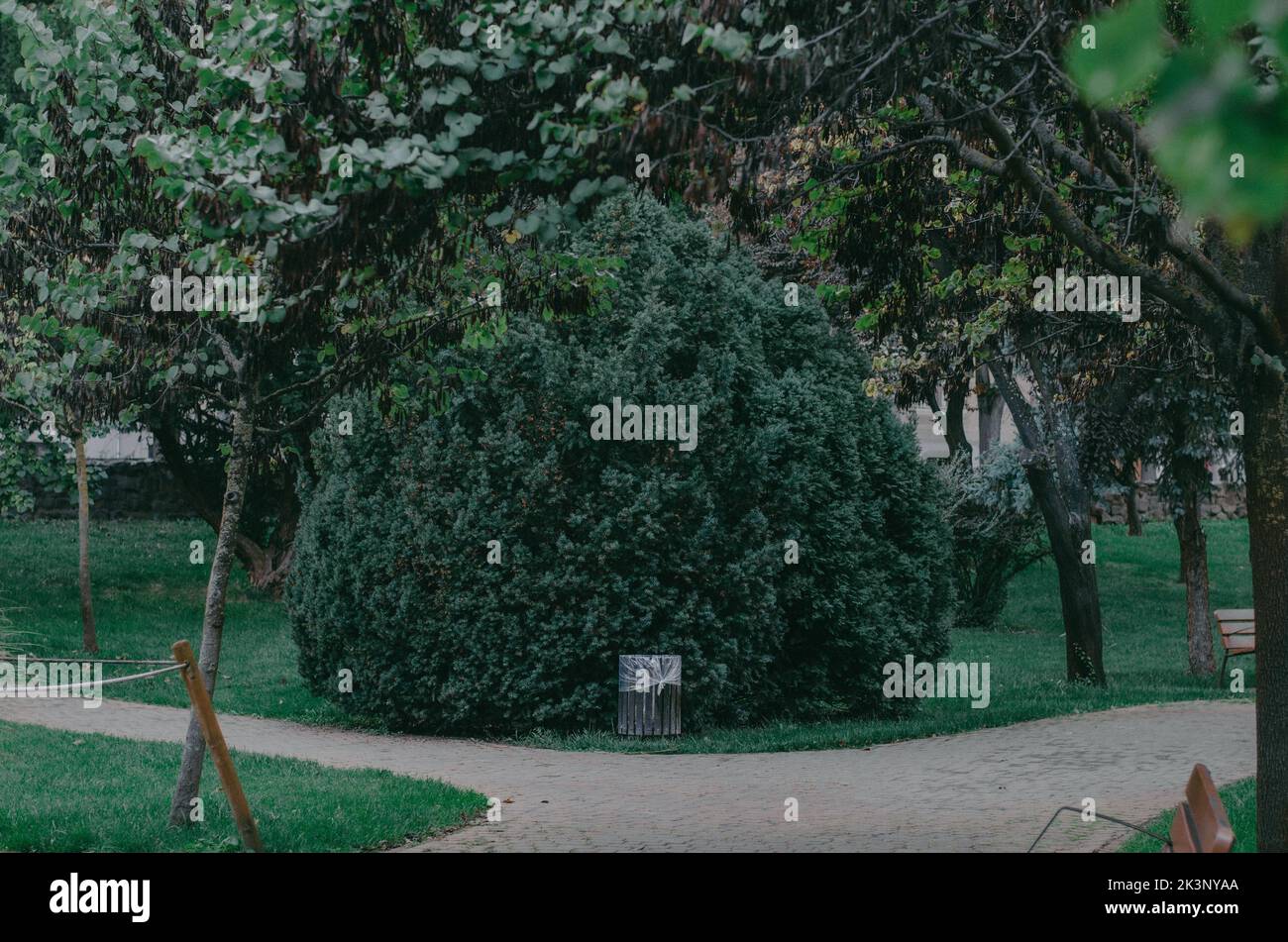 A decorative tree in a park surrounded by vegetation and paths Stock ...