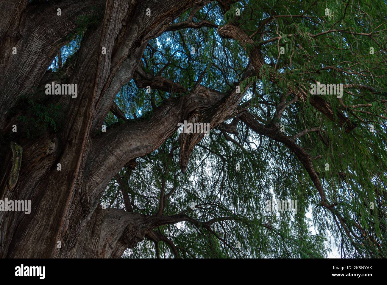 The ancient tree located at Santa Maria del Tule, Oaxaca Stock Photo ...