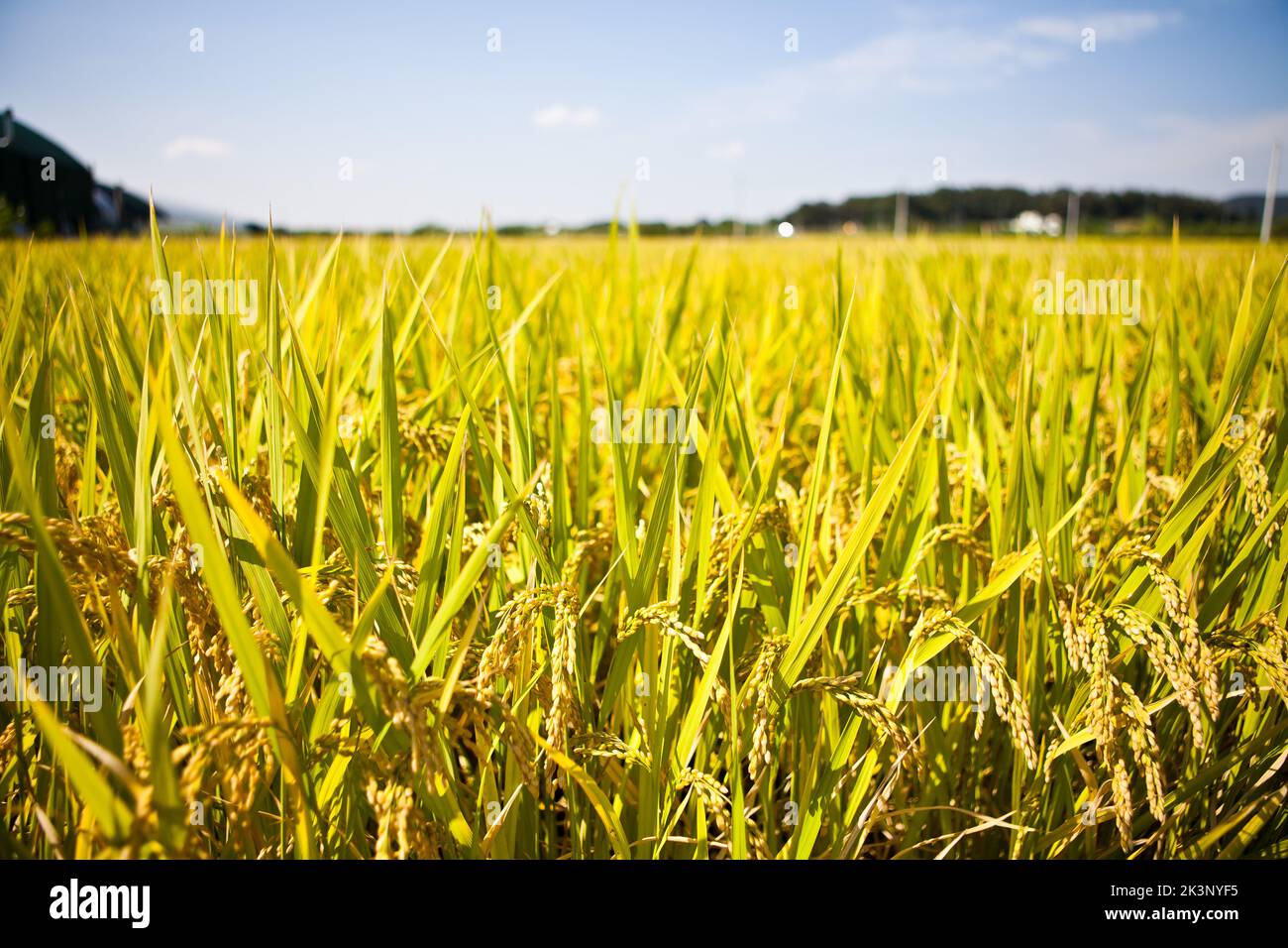 Ripe rice on a large farm. Beautiful golden paddy fields and rice ears ...