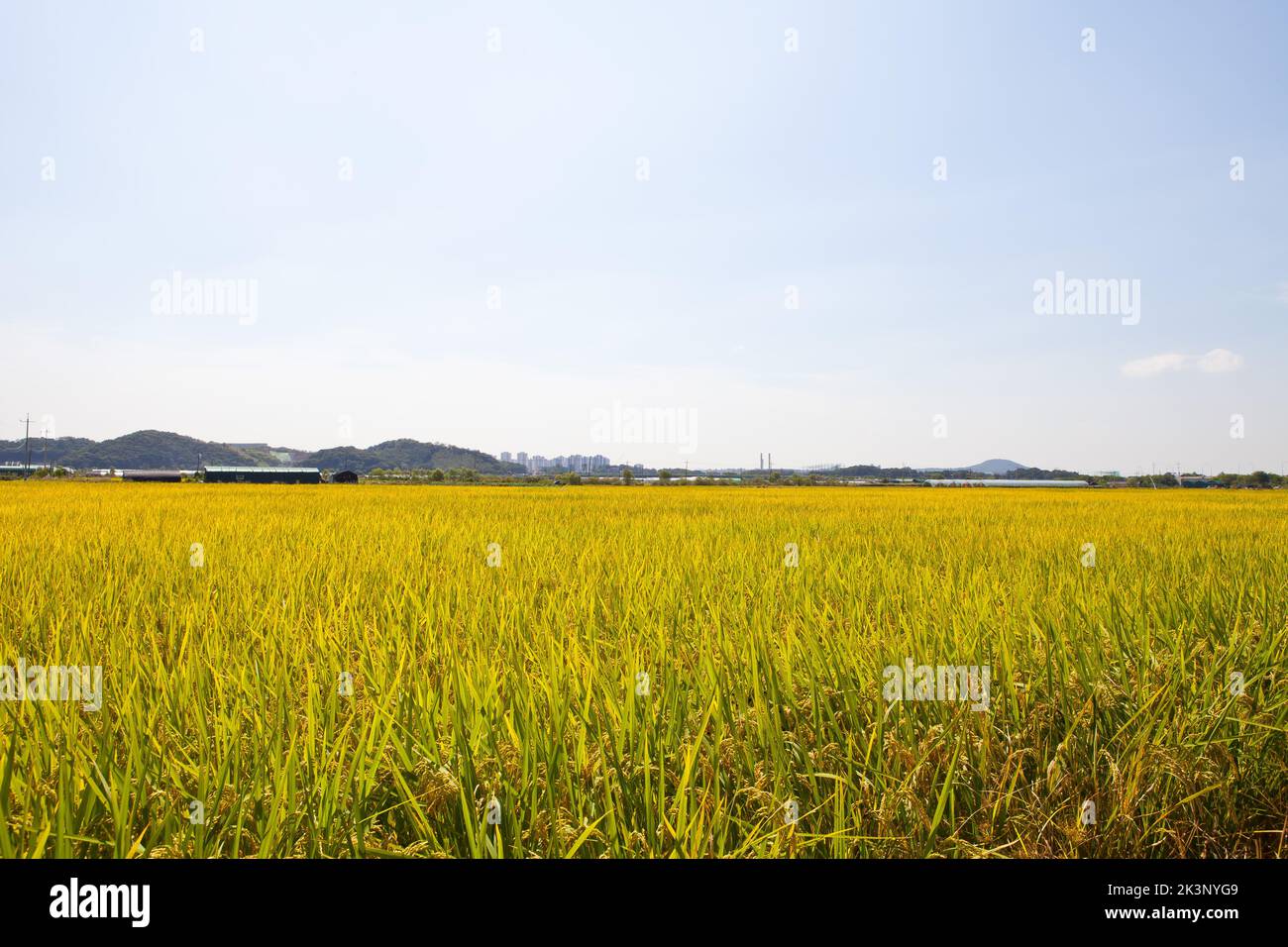 Ripe rice on a large farm. Beautiful golden paddy fields and rice ears ...