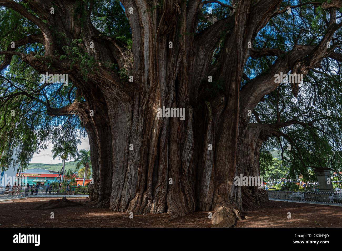 The ancient tree located at Santa Maria del Tule, Oaxaca Stock Photo ...